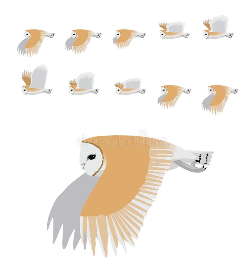 Barn Owl Flying Animation Sequence Cartoon Vector Stock Vector ...