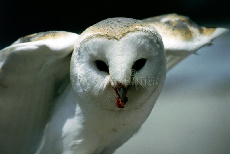 Barn Owl stock photo. Image of barn, animal, wildlife - 99177990