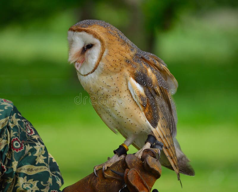 Barn Owl on Gloved Hand stock photo. Image of plumage - 74247886