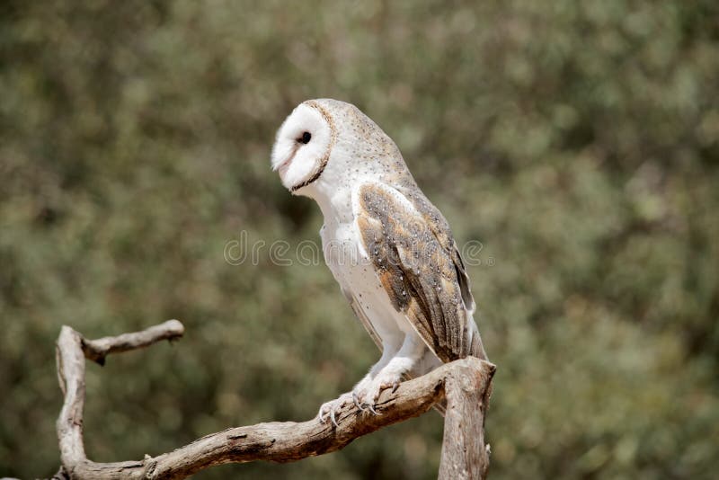 The Barn Owl Has a Heart Shaped White Face and Chest and Brown Wings ...