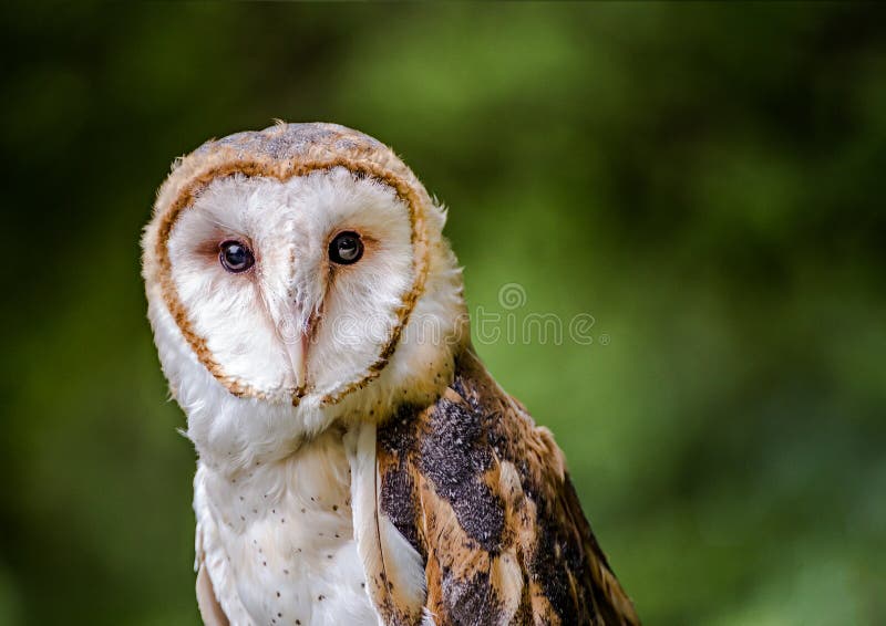 Barn Owl Face Sitting on Goldenrod Stock Image - Image of predator ...