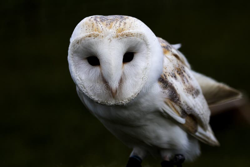 Barn Owl Isolated on a Dark Background Stock Image - Image of dark ...