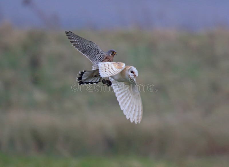 Barn Owl and Kestrel Fighting Stock Photo - Image of feathers, majestic ...