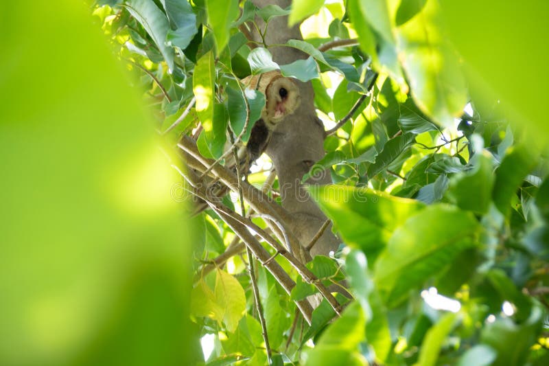 A Barn Owl is Looking Down from a Tree Stock Photo - Image of forest ...