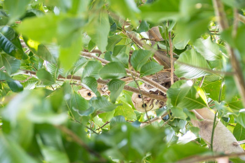 The Barn Owl is Looking Down from a Tree Stock Photo - Image of face ...