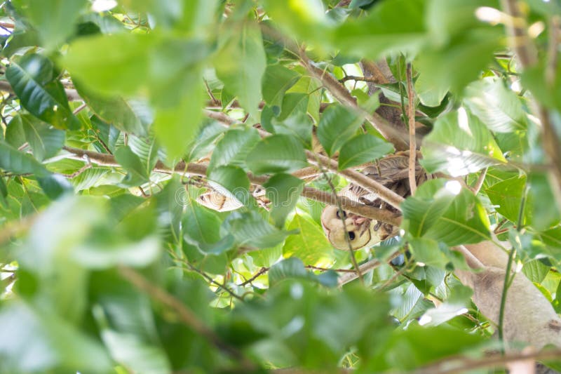Barn Owl is Looking Down from a Tree Stock Photo - Image of predator ...