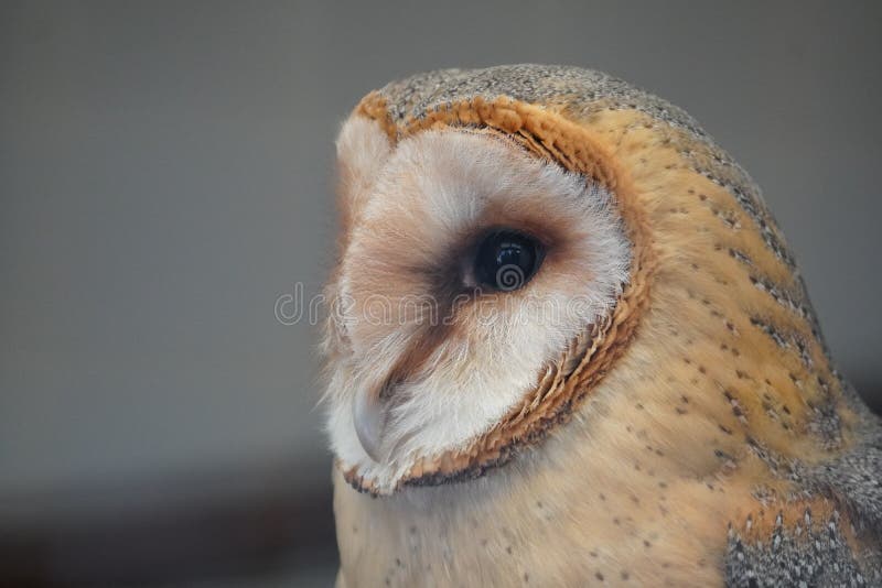 Barn owl looking out stock photo. Image of aves, tyto - 261255540