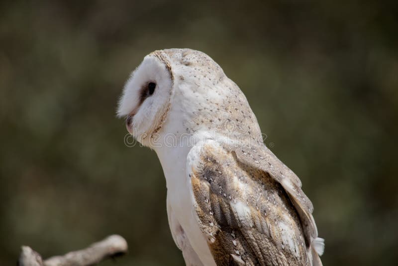 The Barn Owl is a Medium-sized, Pale-coloured Owl with Long Wings and a ...