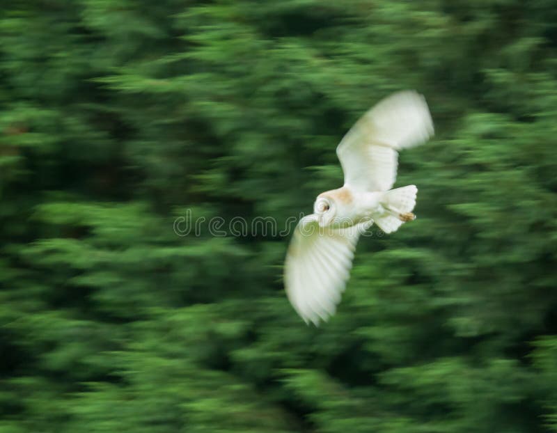 Barn Owl Motion Blur Stock Photos - Free & Royalty-Free Stock Photos ...
