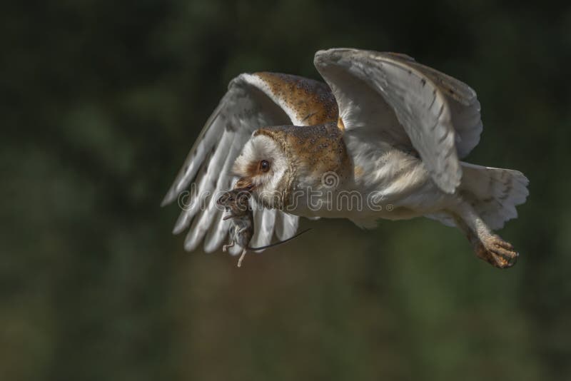 Barn owl with a mouse stock photo. Image of barn, mouse - 157626672