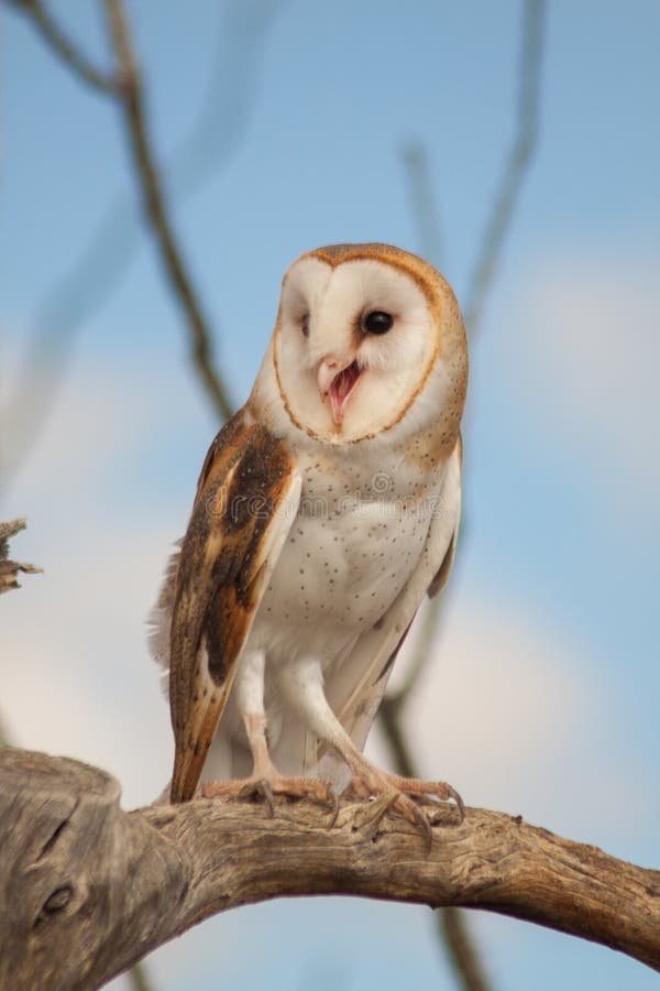 Barn owl stock image. Image of horned, wild, predator - 68646289
