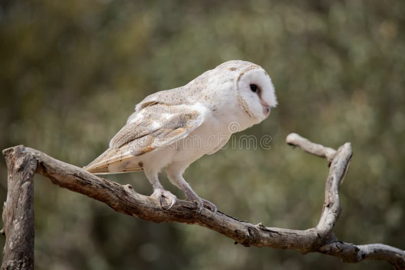 The Barn Owl is Perched on a Branch Stock Image - Image of hoot, bird ...