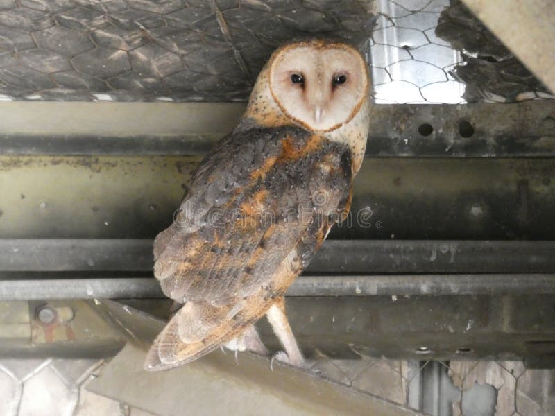 Barn Owl Perched in Barn stock image. Image of wildlife - 151744983