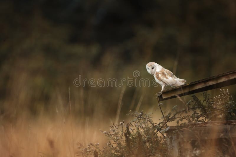 Barn Owl Perched on the Edge of a Wooden Construction in a Rural ...