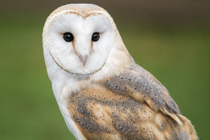 Barn Owl stock image. Image of beautiful, feather, perched - 135702563
