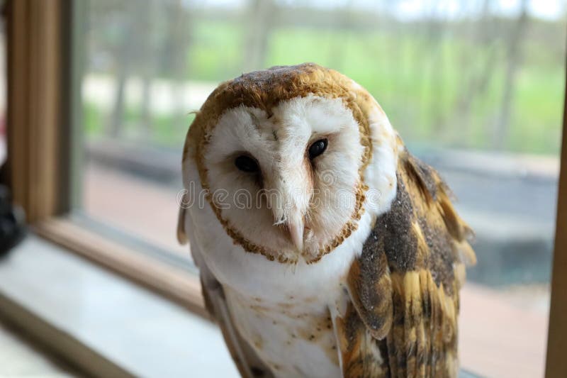 Barn Owl Perched Indoors by a Window, Showcasing Its Intricate Feather ...