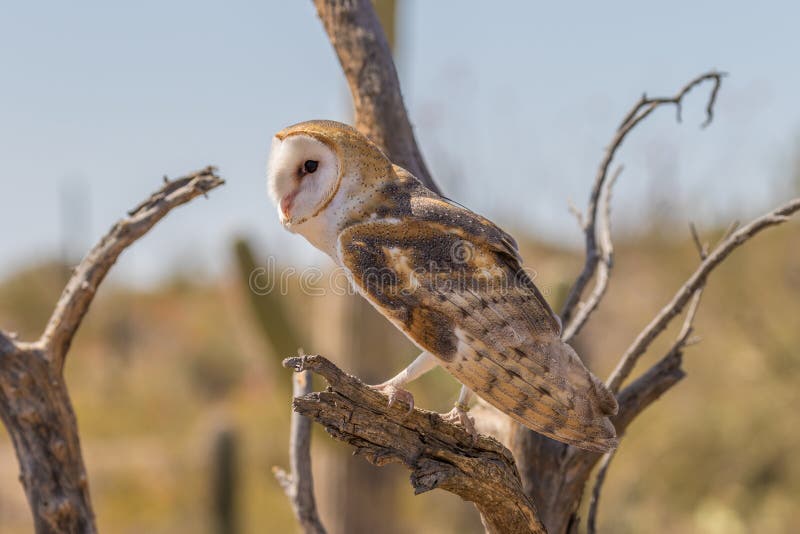 Barn Owl Perched stock image. Image of wildlife, avian - 68704581