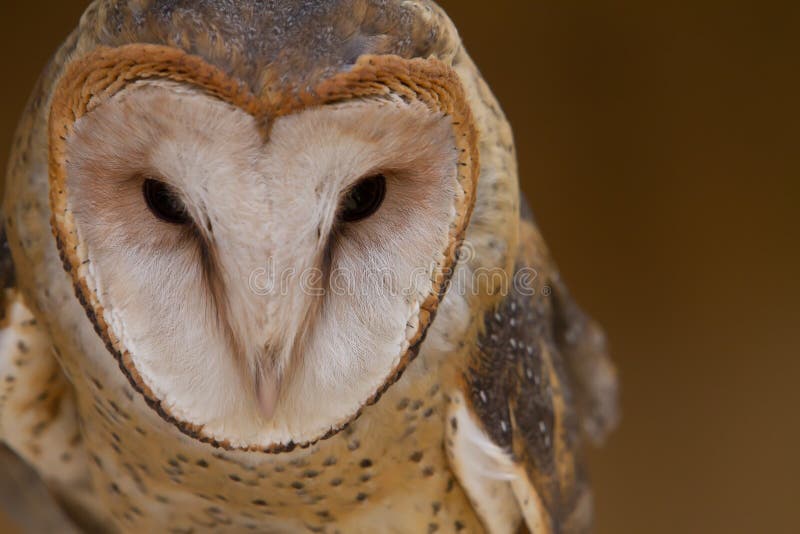 Barn Owl portrait stock photo. Image of close, carnivorous - 26642992