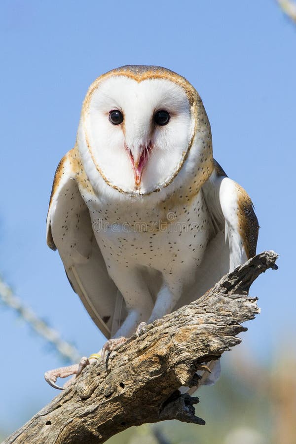Barn owl portrait stock photo. Image of beak, hunter - 81747840