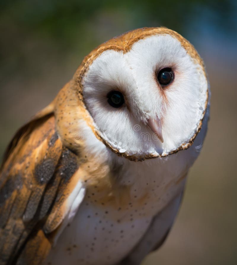 Barn Owl Portrait - Closeup Detail of Face Stock Image - Image of prey ...