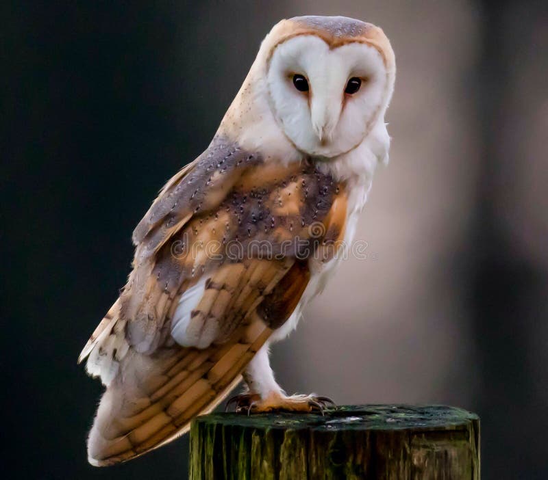 Barn Owl Portrait stock photo. Image of fence, post, alba - 80697228