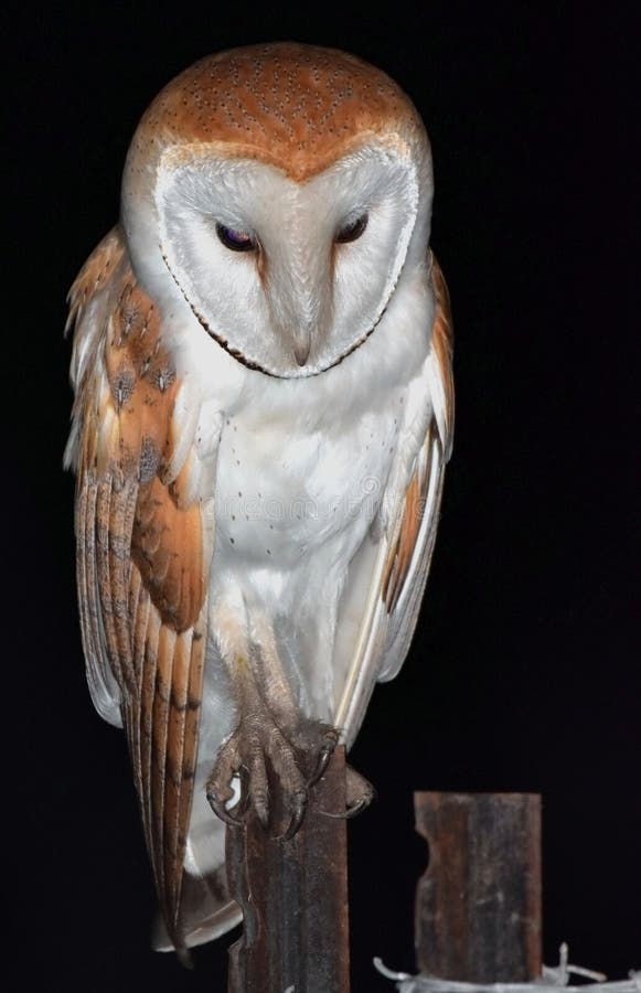 Barn owl resting stock photo. Image of animals, barn - 236898986