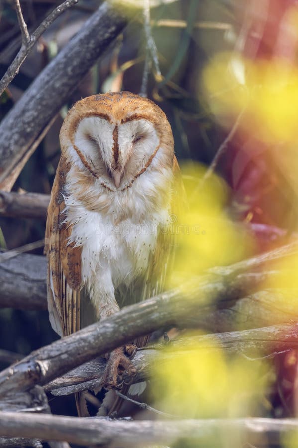 Barn Owl resting in a tree stock photo. Image of wildlife - 311571778