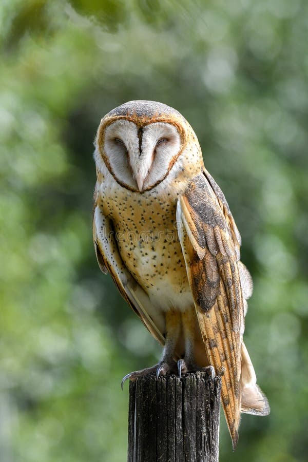 A Barn Owl Roosting in the Everglades Stock Photo - Image of details ...