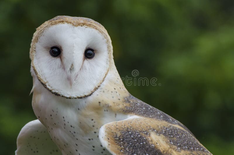 Barn Owl stock photo. Image of barn, prey, canada, alba - 38587202