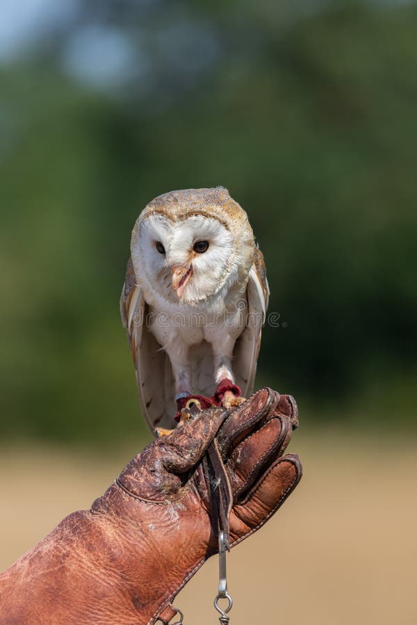 Barn Owl during a show stock photo. Image of falconer - 225797442