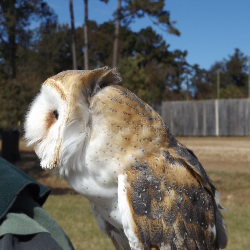 128 Barn Owl Side View Photos - Free & Royalty-Free Stock Photos from ...