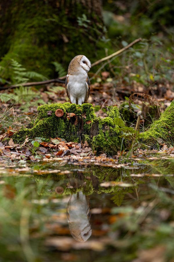 A Barn Owl Sits on a Moss-covered Trunk in the Autumn Forest. Stock ...