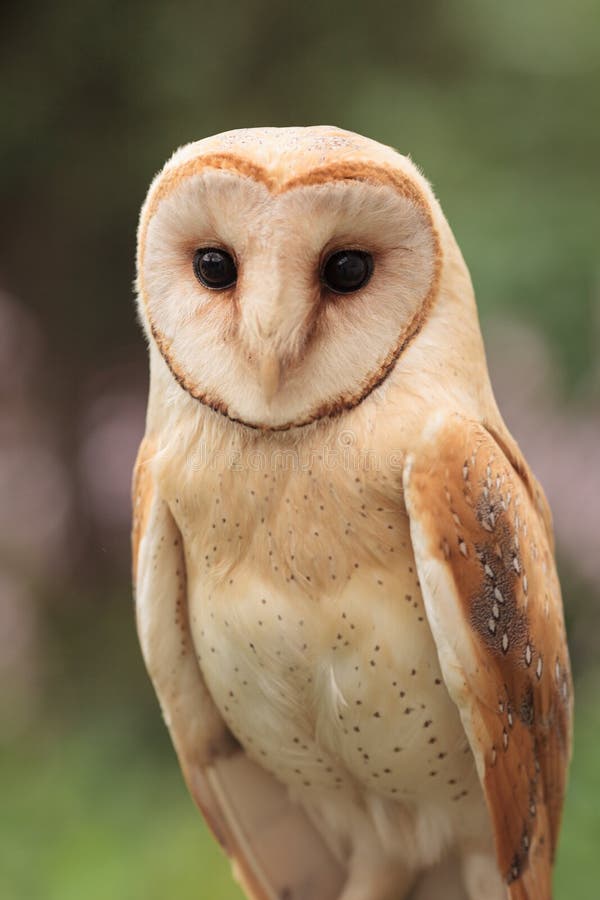Barn Owl Sitting on Branch with Green Grass Summer Stock Photo - Image ...