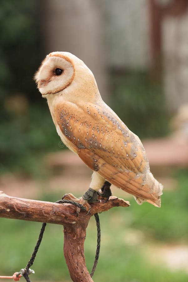 Barn Owl Sitting on Branch with Green Grass Summer Stock Photo - Image ...