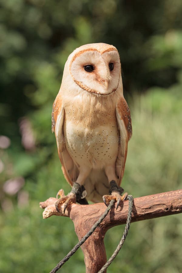 Barn Owl Sitting on Branch with Green Grass Summer Stock Photo - Image ...