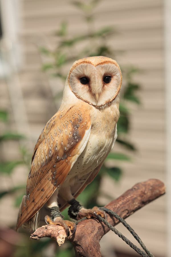 Barn Owl Sitting on Branch with Green Grass Summer Stock Photo - Image ...