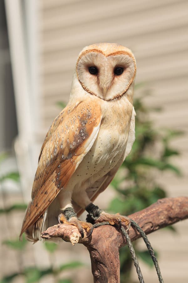 Barn Owl Sitting on Branch with Green Grass Summer Stock Image - Image ...