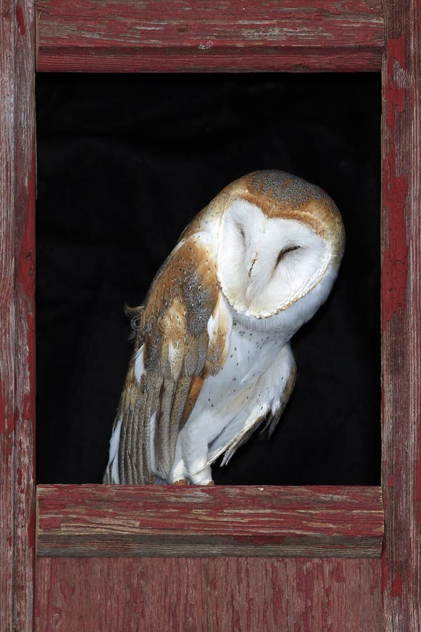 113 Barn Owl Window Photos - Free & Royalty-Free Stock Photos from ...