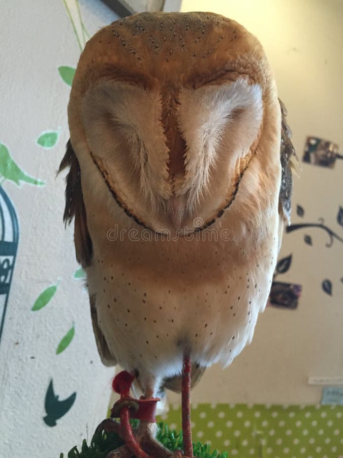 Smiling Barn Owl Face stock image. Image of smilingbarnowl - 155270215