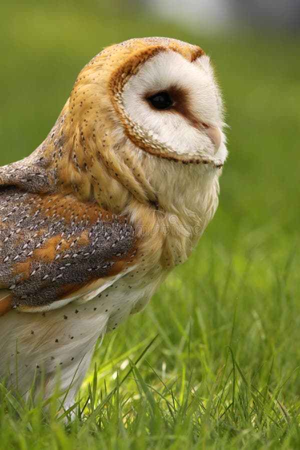 Barn Owl Standing In The Grass Stock Photo - Image of black, grass: 9758238