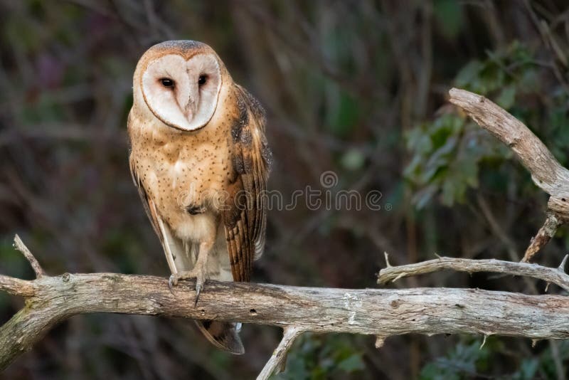 Barn Owl Standing on Perch in Daylight Stock Image - Image of ...