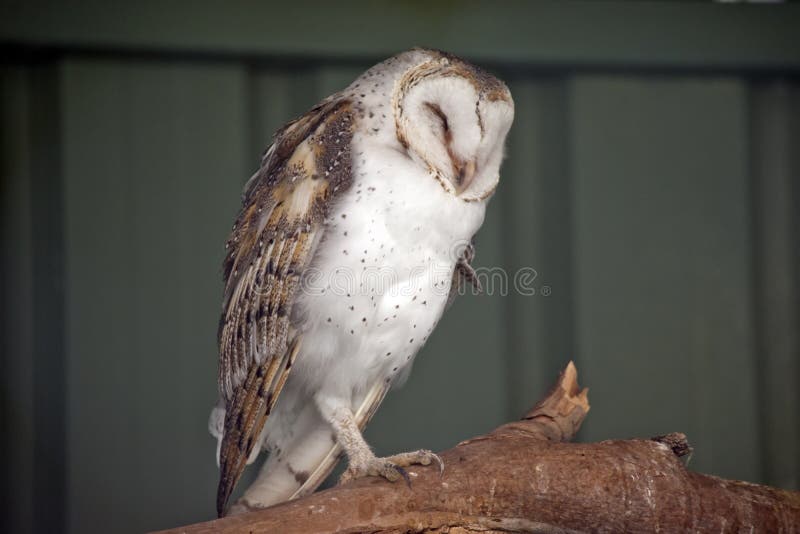 A barn owl stock image. Image of hoot, brown, nocturnal - 140337061