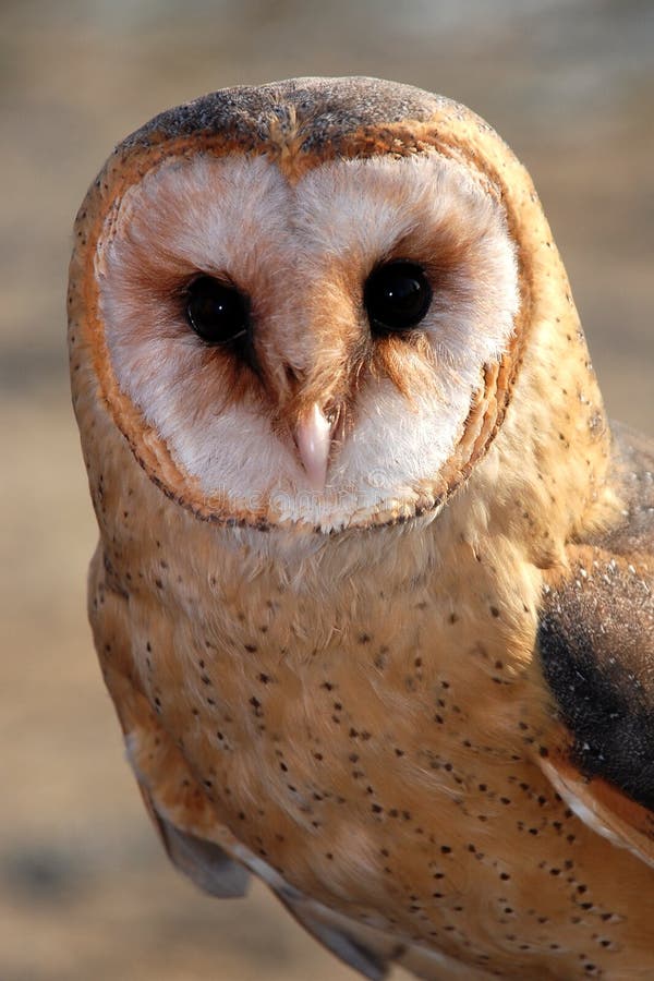 Barn owl (tyto alba) stock photo. Image of raptor, britain - 12411500