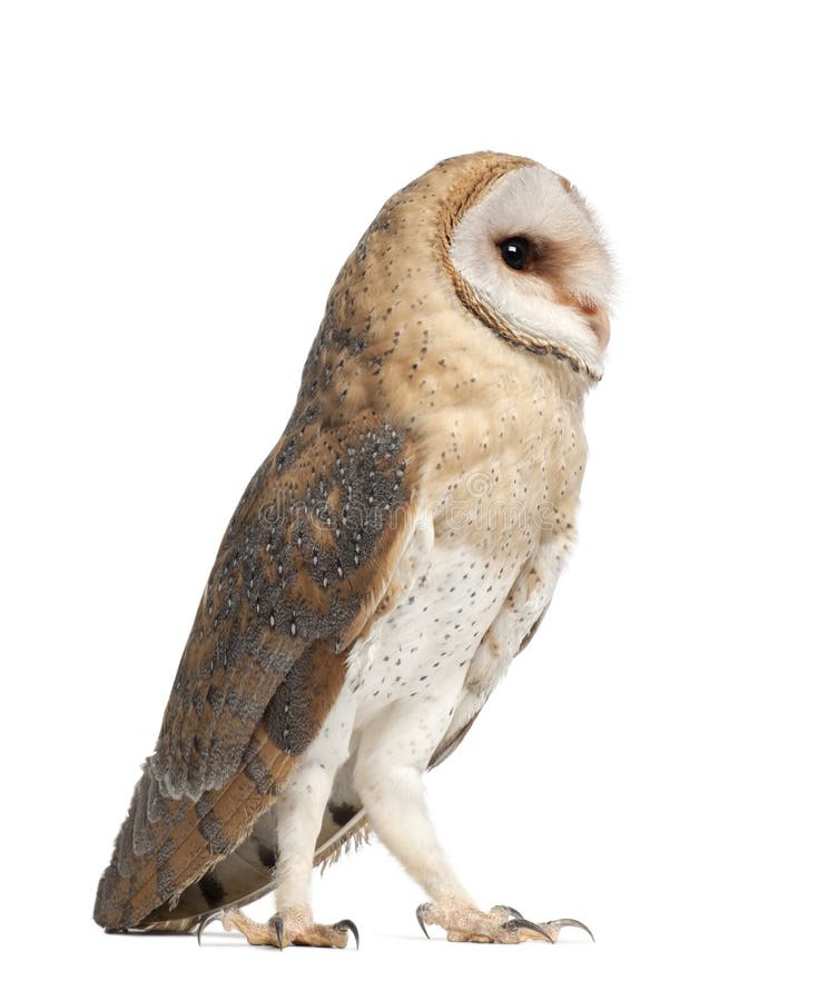 Barn Owl, Tyto Alba, 4 Months Old, Standing Stock Image - Image of tyto ...