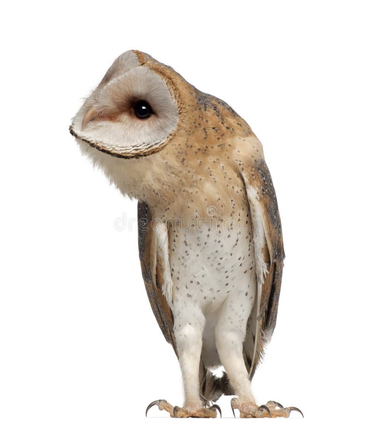 Barn Owl, Tyto Alba, 4 Months Old, Standing Stock Image - Image of tyto ...