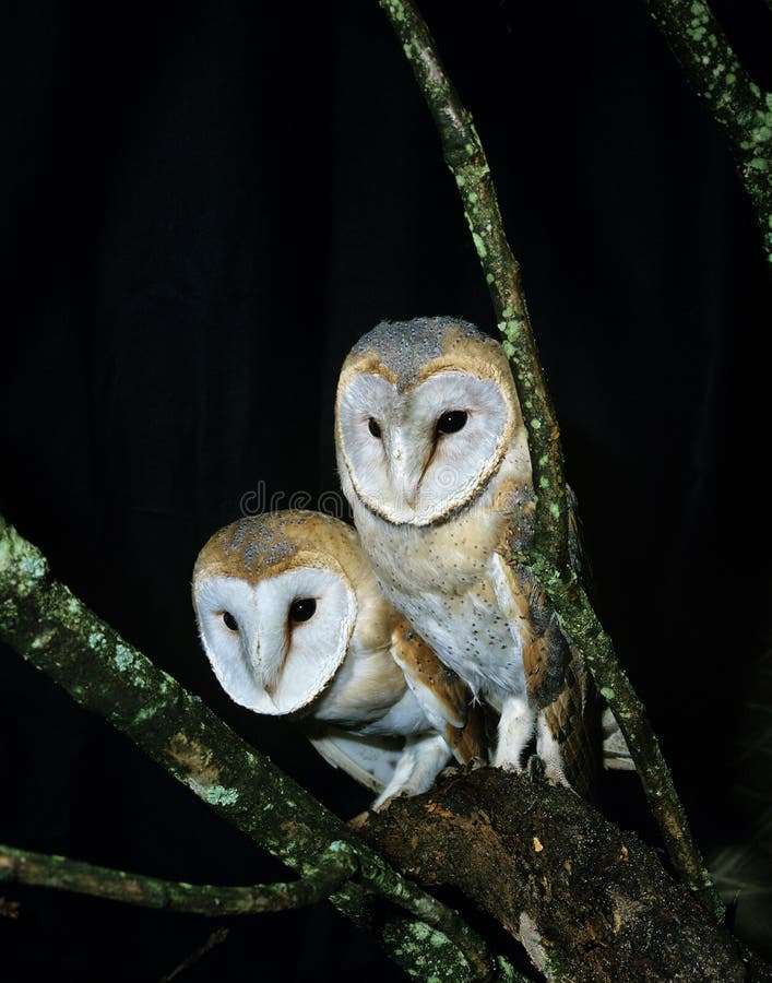 Barn Owl, Tyto Alba, Adults Standing on Branch Stock Photo - Image of ...