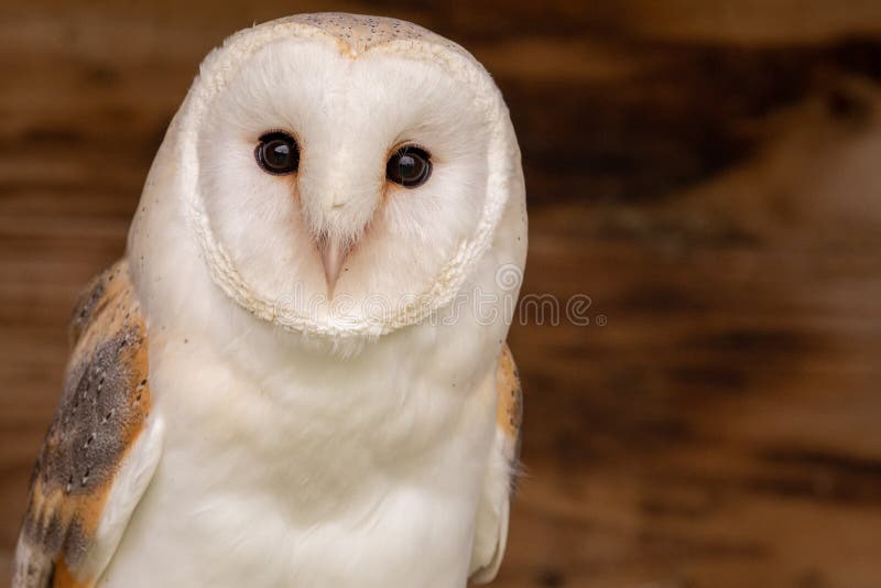 Barn owl tyto alba stock image. Image of avian, portrait - 155960379