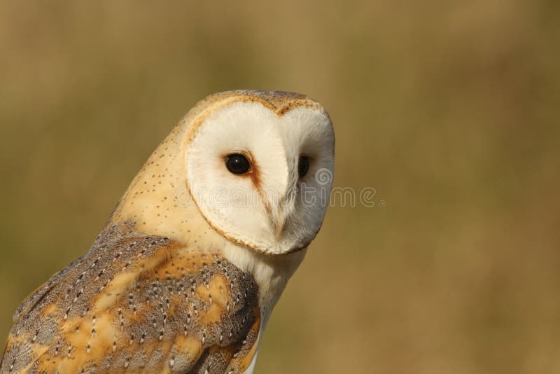 Barn Owl (Tyto alba). stock image. Image of post, looking - 78858023