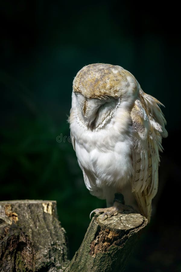 Barn Owl Tyto alba stock image. Image of fauna, predator - 97645175