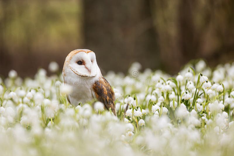 Barn Owl (Tyto Alba) in Spring Snowbells Stock Photo - Image of brown ...